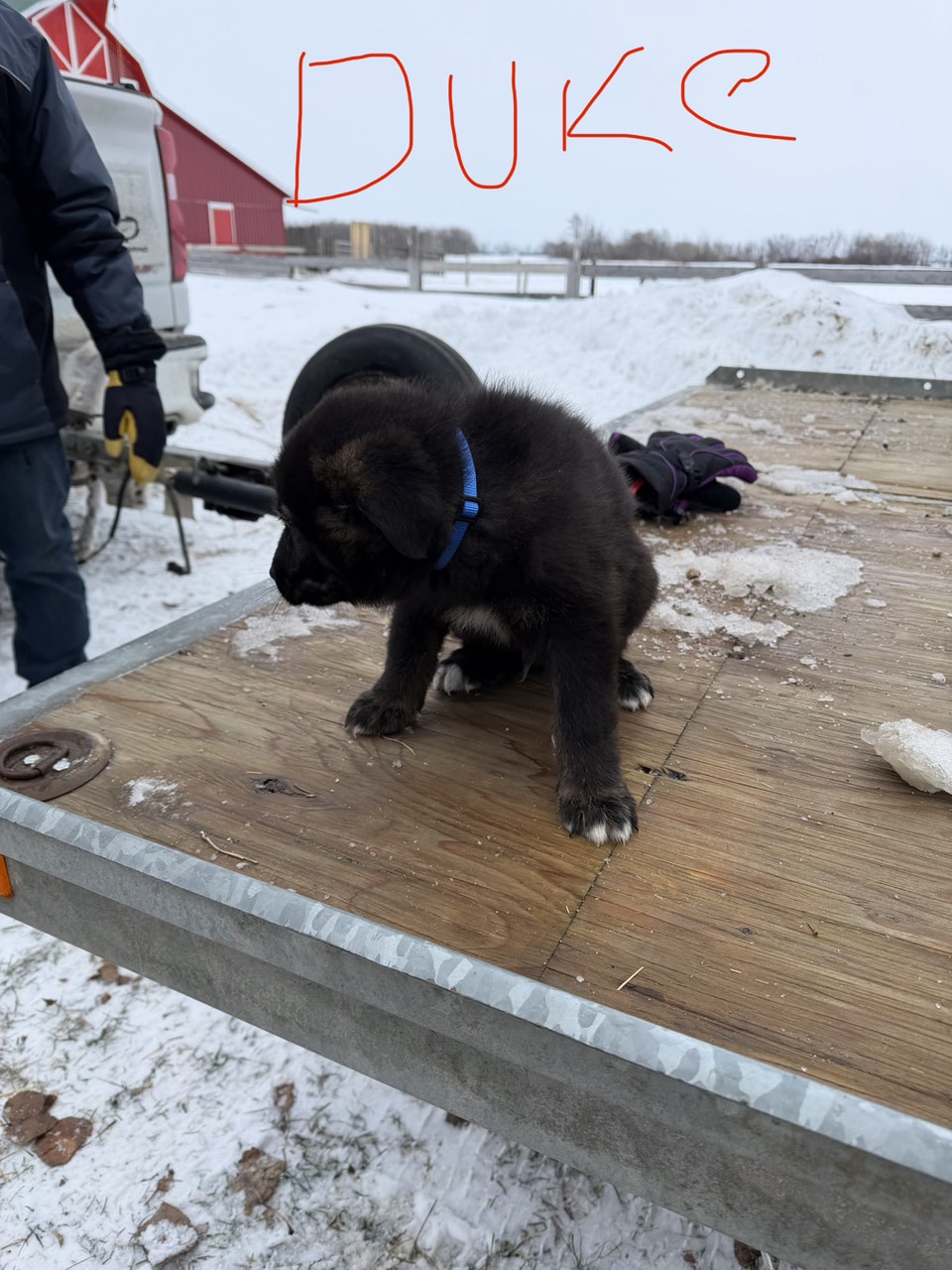German Shepherd cross with great Pyrenees puppies for sale | Dogs ...