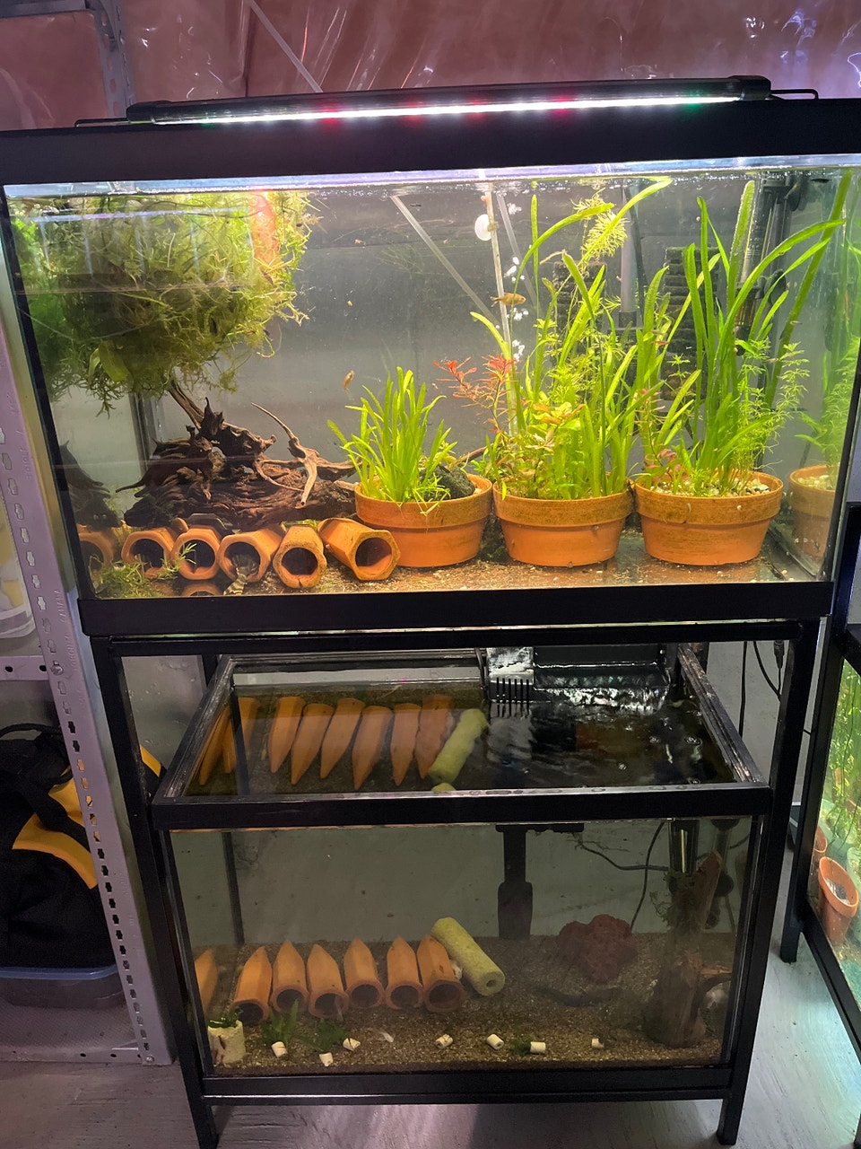 Rare pleco full setup | Fish for Rehoming | Oshawa / Durham Region ...