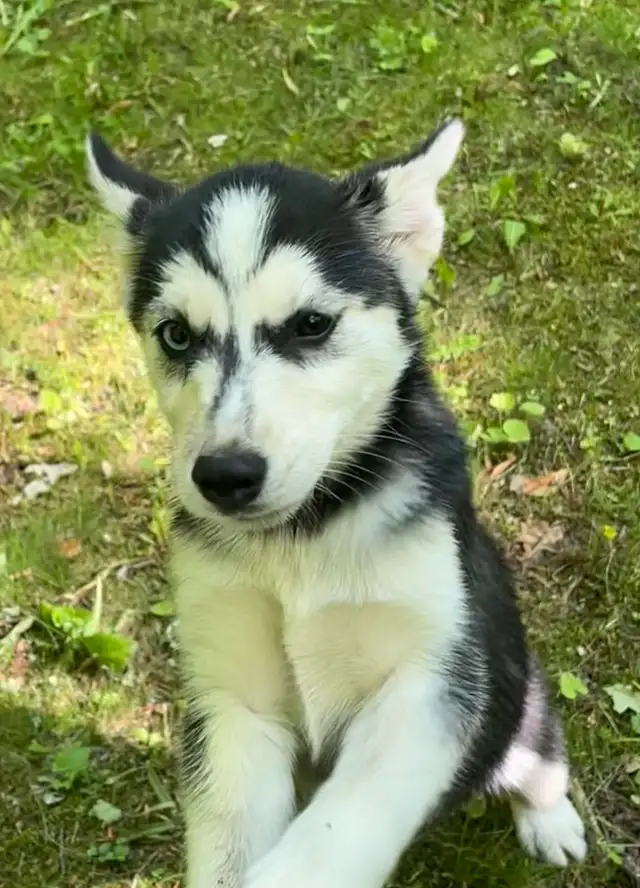 Husky puppies | Dogs & Puppies for Rehoming | Oakville / Halton Region ...