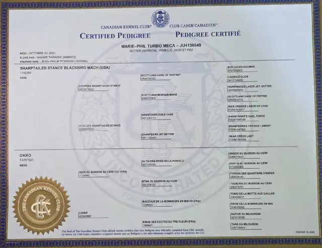 Chiots Gordon Setter | Dogs & Puppies for Rehoming | Rimouski / Bas-St ...