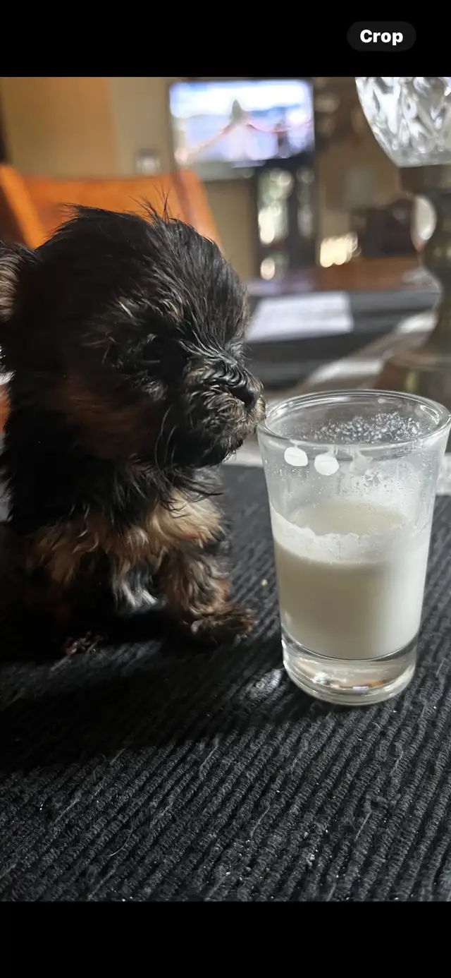 NORTHERN YORKIE PUPPIENEW YEAR BABIES | Dogs & Puppies for Rehoming ...