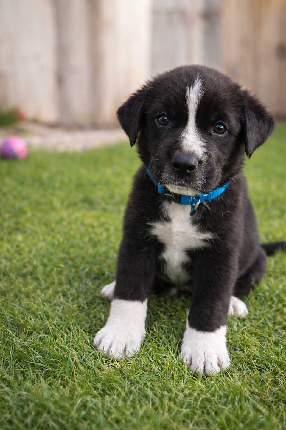 Last Adorable Puppy Boy for Adoption | Dogs & Puppies for Rehoming ...