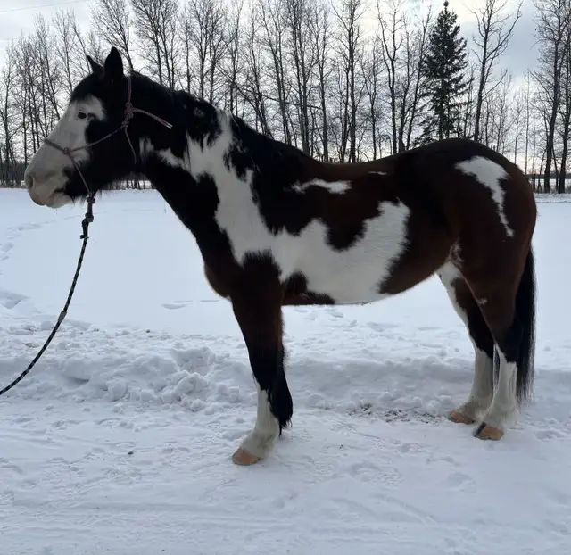 7 Year Old Draft X Project | Horses & Ponies for Rehoming | Edmonton ...