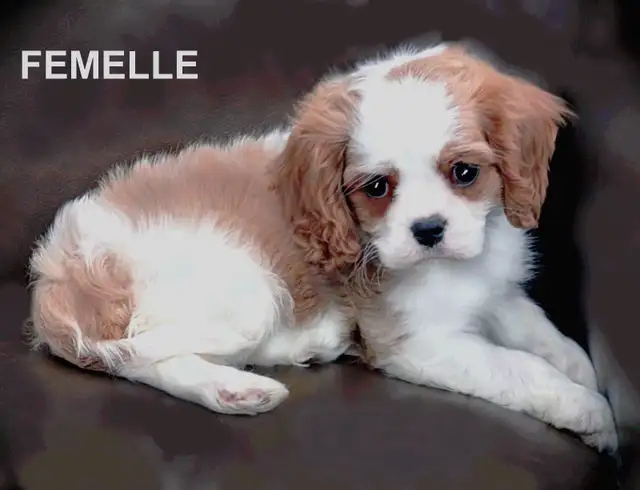 CAVALIER KING CHARLES - FEMELLE - Chiot | Dogs & Puppies for Rehoming ...