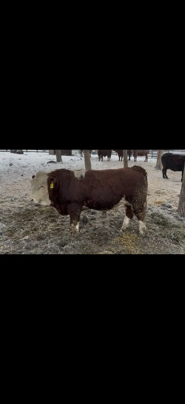 registered Simmental heifer bulls - Fleckvieh and pure Breds ...