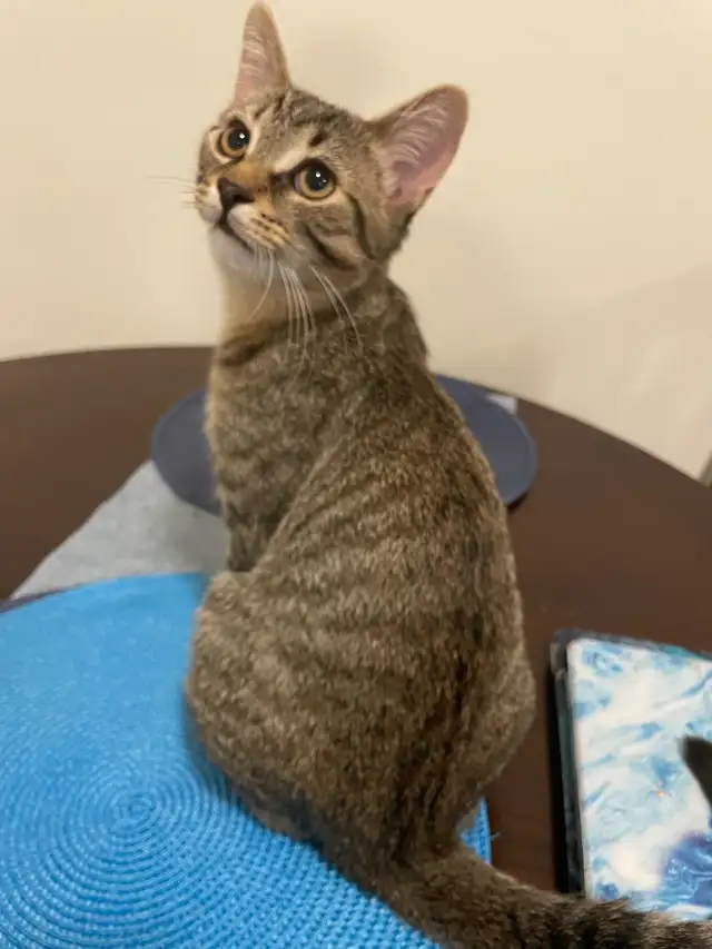 2 Kittens! 1 Male Tabby, 1 Female Orange and Black Ragdoll mix | Cats ...