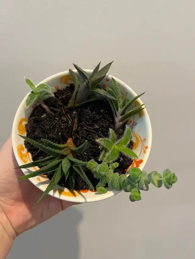 Mini Succulent Garden in Cute Flower Pot | Home Décor & Accents ...