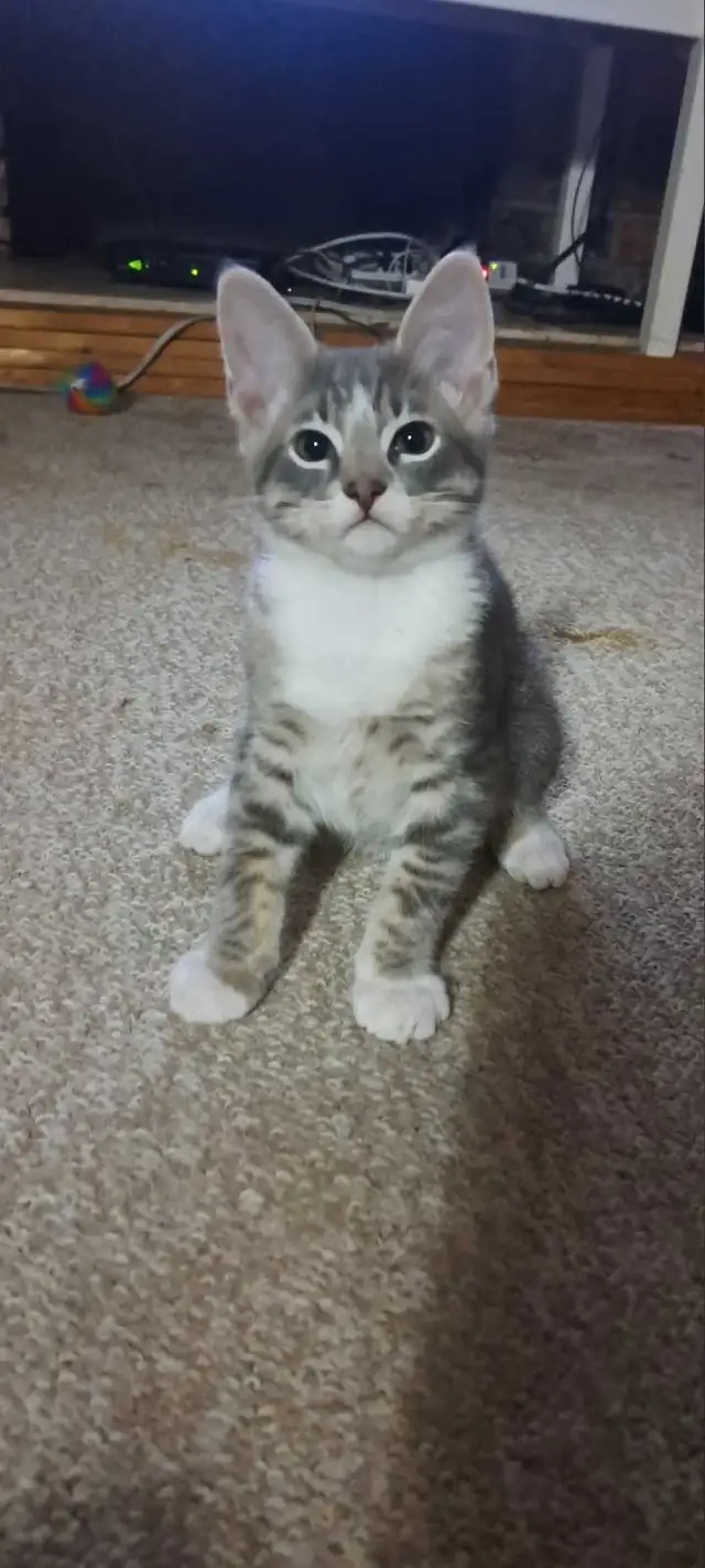 3 Russian blue mix x lynx pointer Siamese | Cats & Kittens for Rehoming ...