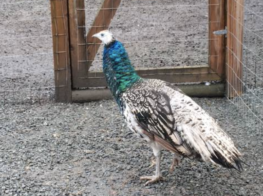 Pheasants, Peacocks, Mandarin Ducks, Guineas & Australorps | Livestock ...