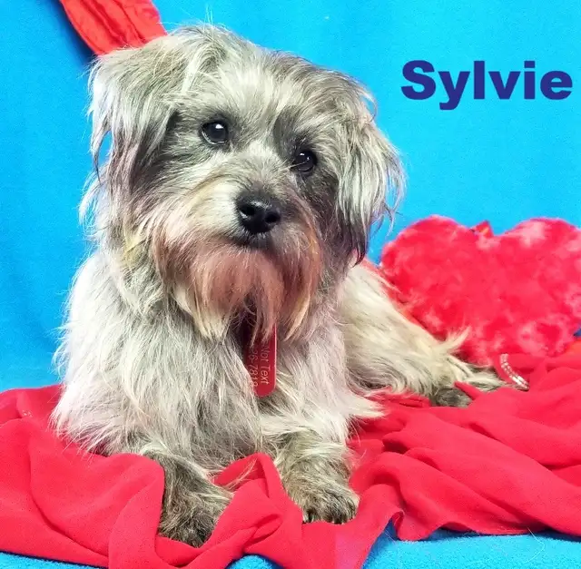 ️2 young, Spayed/Neutered Small Breed Dogs ️ | Dogs & Puppies for ...