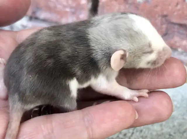 Rat Babies in Dwarf & Standard size ~ Health Tested Ratte | Small ...