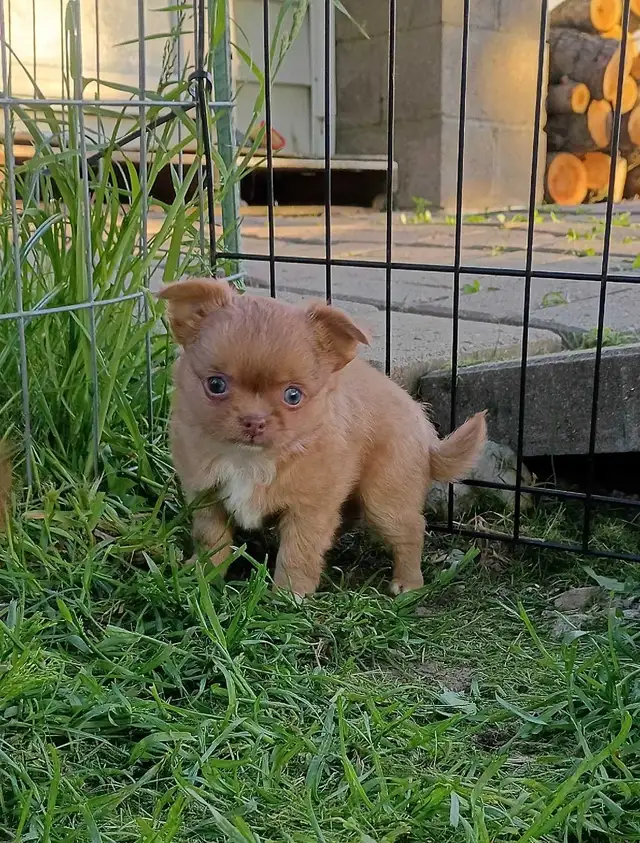 long hair Chihuahua puppies | Dogs & Puppies for Rehoming | Kingston ...