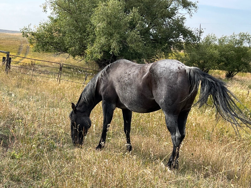 Grullo Roan cowbred Mare in Foal | Horses & Ponies for Rehoming ...