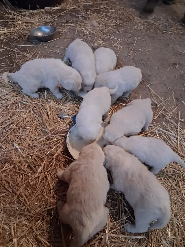 Pyrnees puppies | Dogs & Puppies for Rehoming | Red Deer | Free local ...