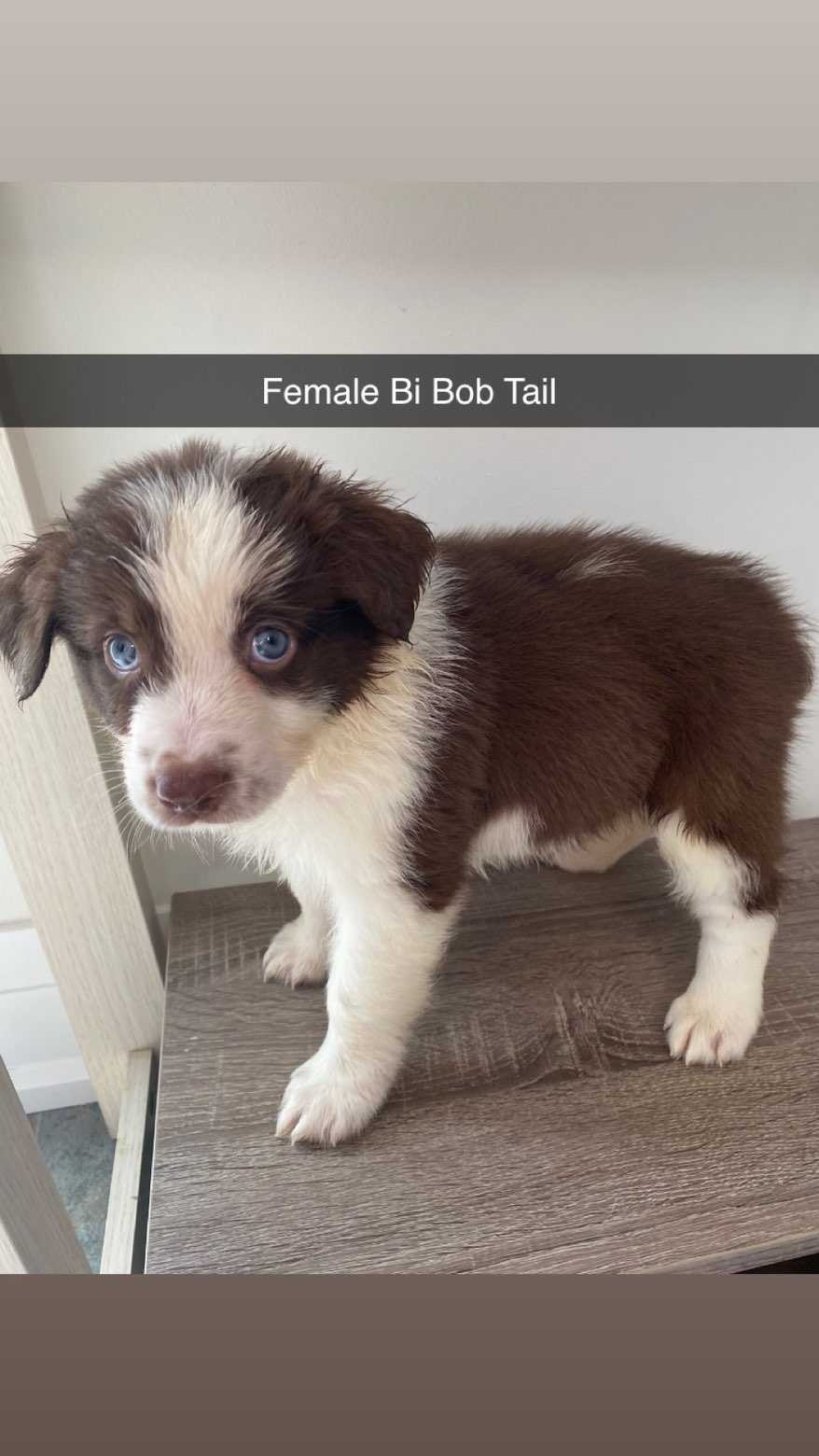 Australian shepherd puppies 1 female left OR BEST OFFER | Dogs ...