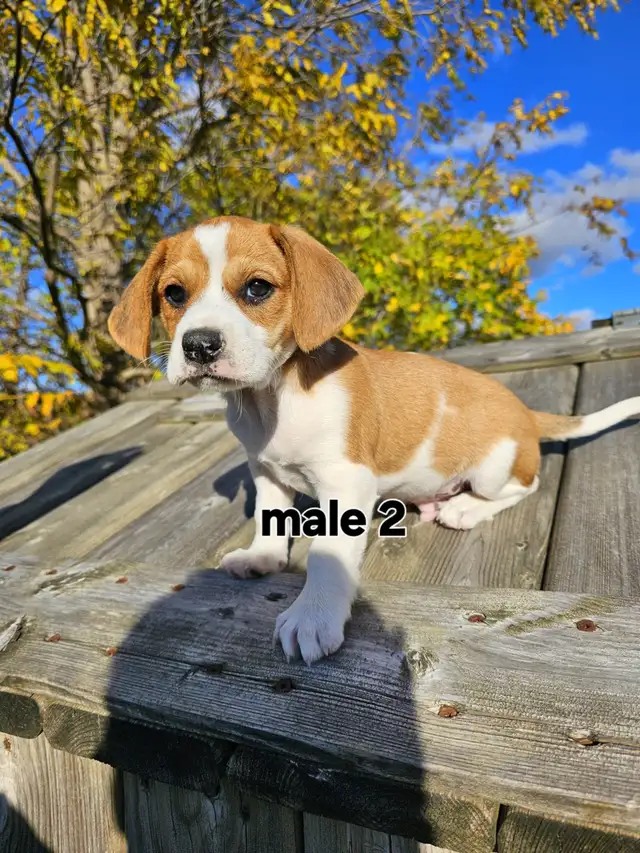 Beagle Jack Russell cross ( Jack-A-Bee) | Dogs & Puppies for Rehoming ...
