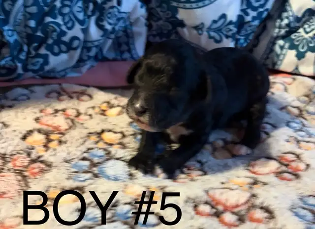 Cockapoo Puppies | Dogs & Puppies for Rehoming | Charlottetown | Free ...
