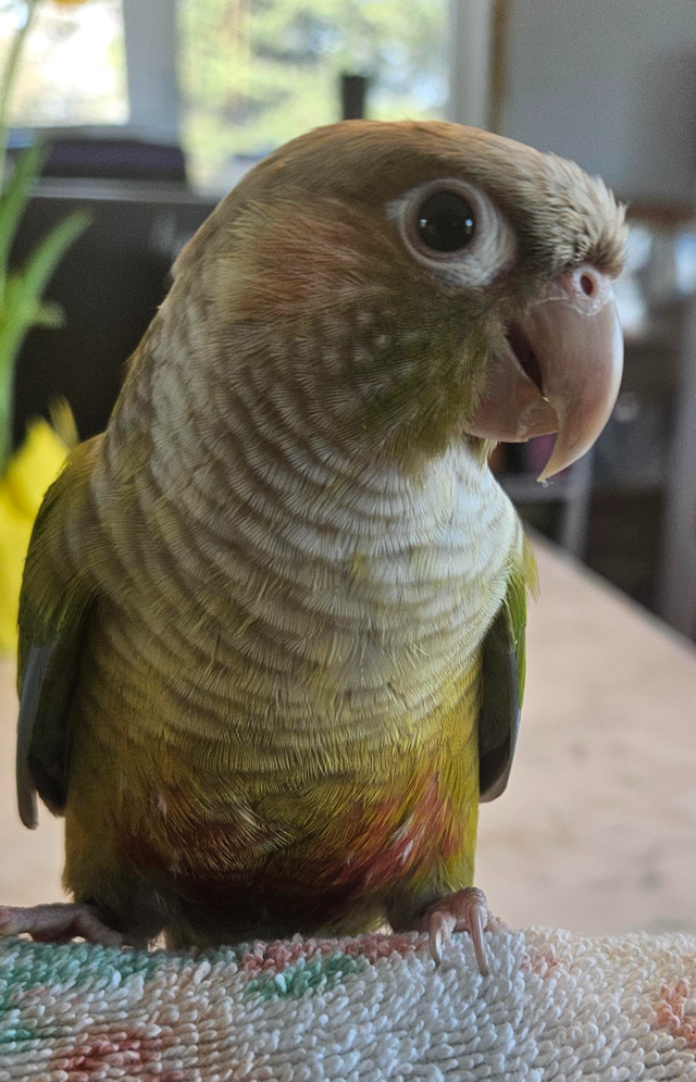 Conure de mutation ananas | Birds for Rehoming | Granby | Free local ...