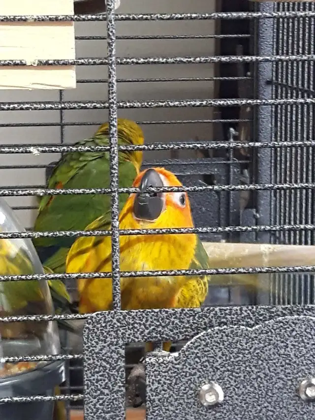 Sun conure babies soon weaned super tame oshawa | Birds for Rehoming ...