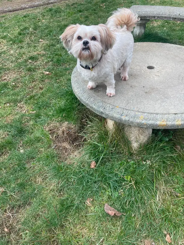 Malshi pup’s ready during spring break. | Dogs & Puppies for Rehoming ...