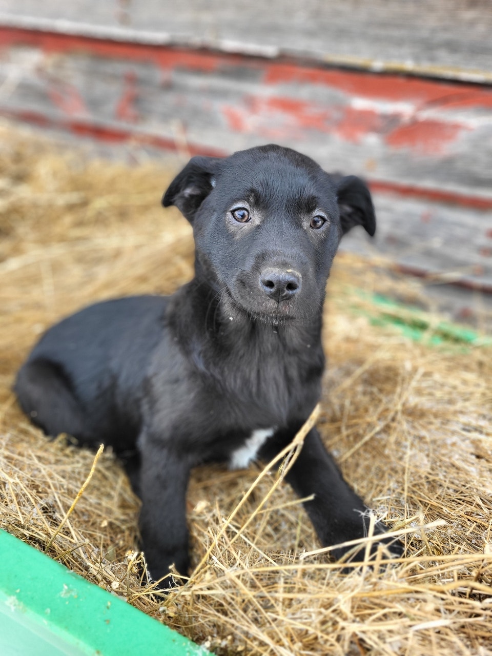 Blue heeler x puppy | Dogs & Puppies for Rehoming | Regina | Free local ...