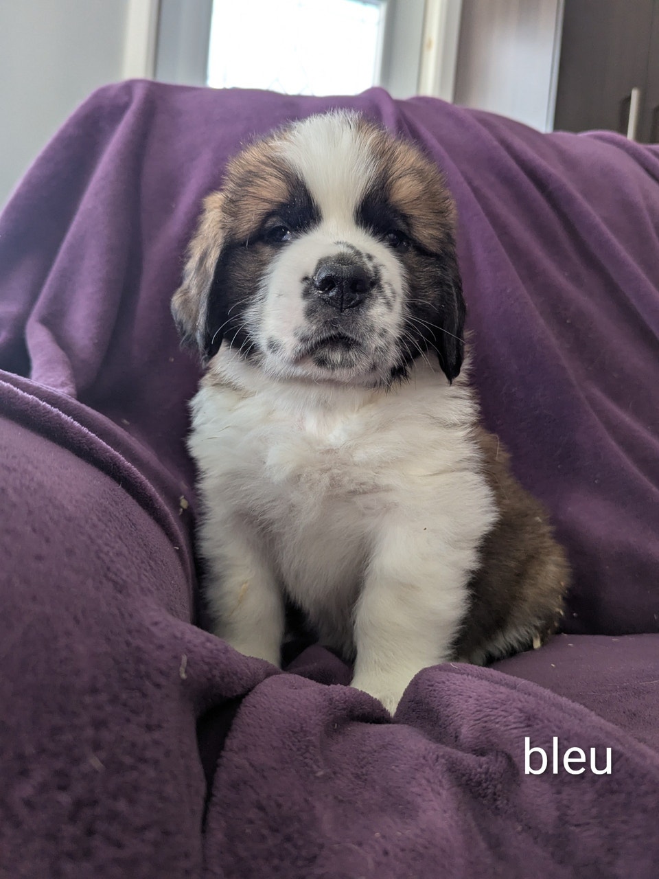 St-Bernard puppies | Dogs & Puppies for Rehoming | Ottawa | Free local ...
