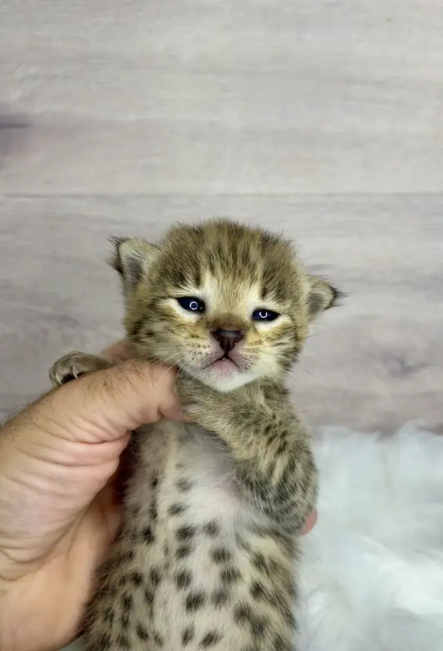 Savannah F3HP WOW (liste d’attente)naissance février 2026 | Cats ...