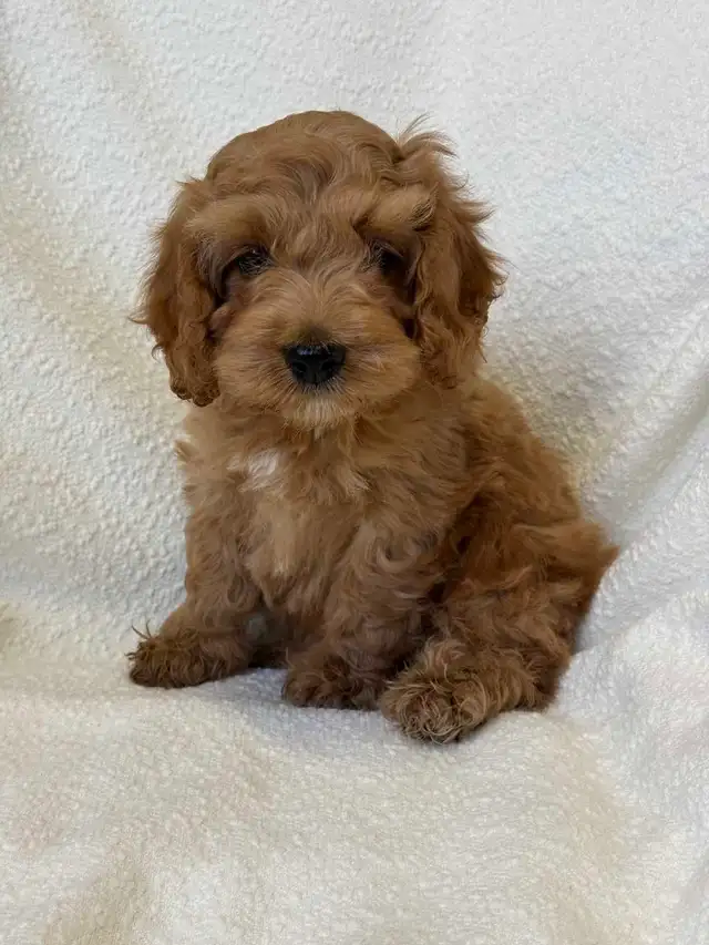 mini cockapoo puppies | Dogs & Puppies for Rehoming | City of Montréal ...