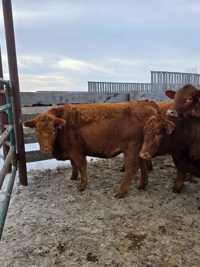 Premium Red Angus X Bred Heifers | Livestock | Lloydminster | Free ...