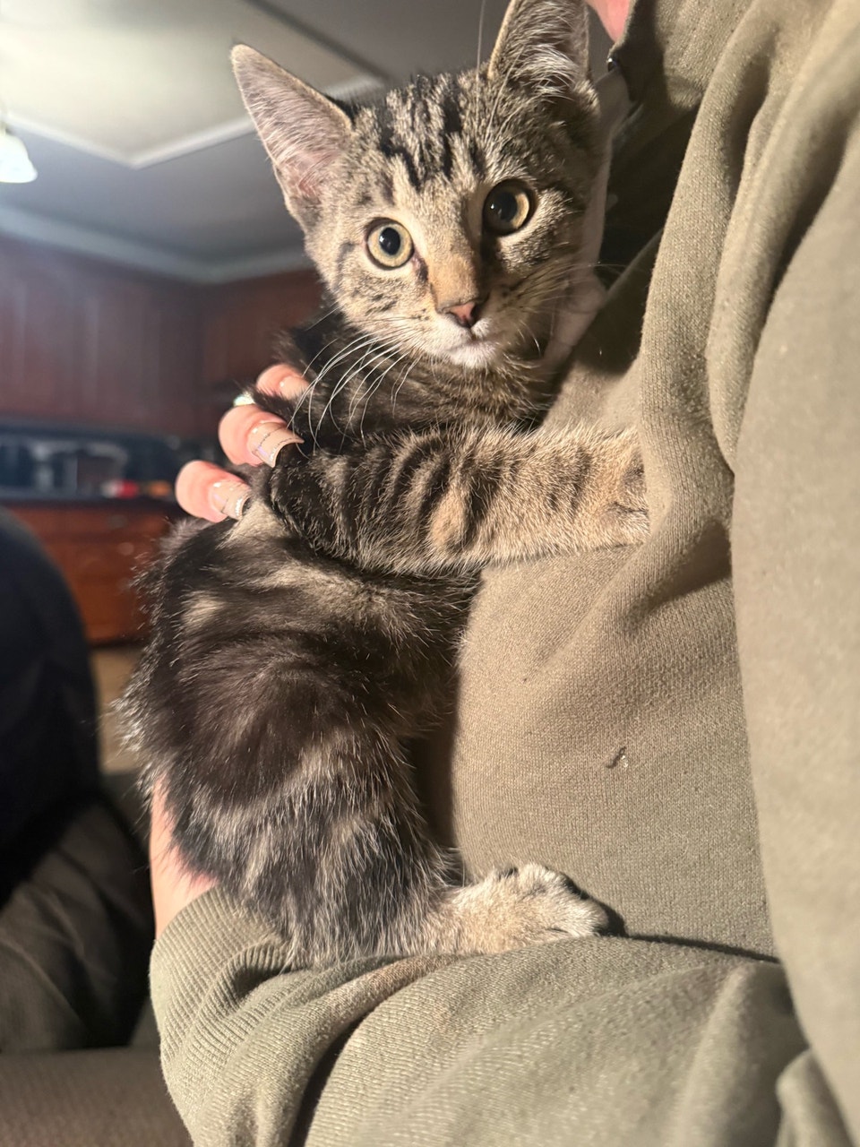 chatons a donner | Cats & Kittens for Rehoming | Saint-Hyacinthe | Free ...