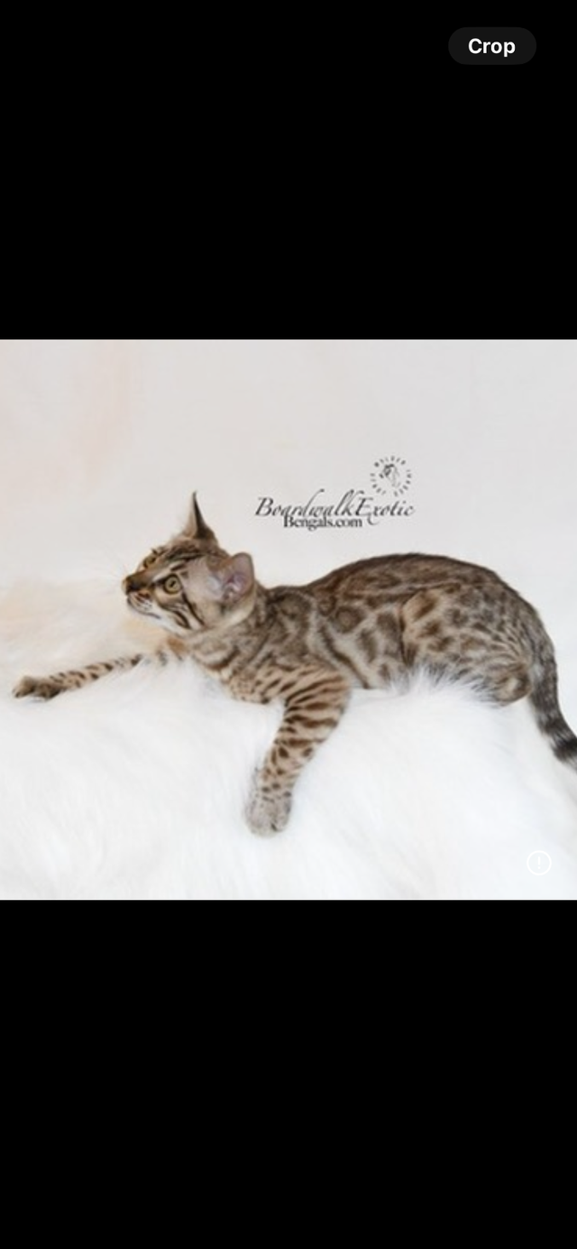 Beautiful teapot yorkie and bengal cat for rehoming | Cats & Kittens ...