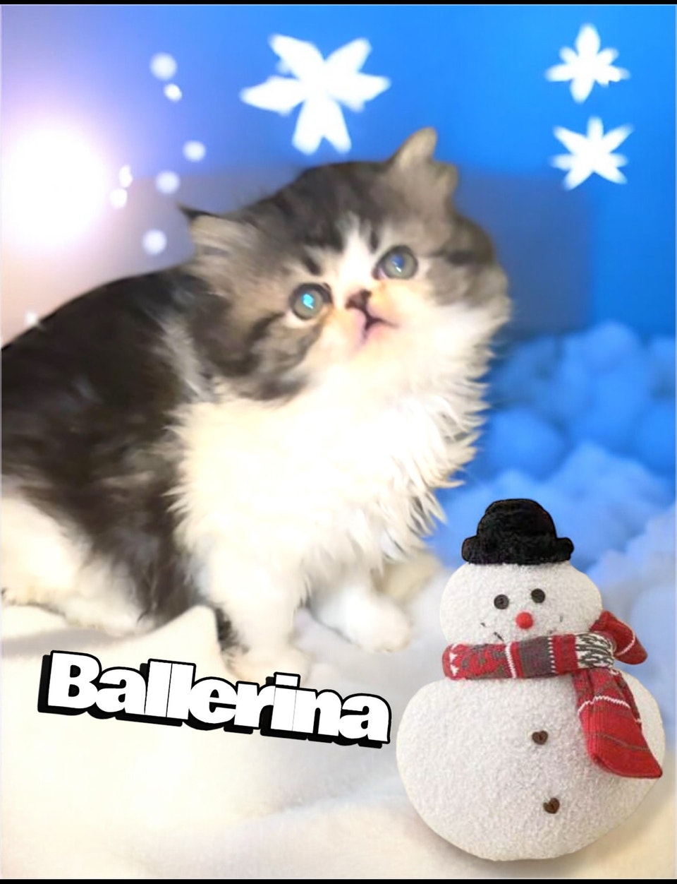 Pretty face(doll face) Persian kittens (calico pattern) | Cats ...