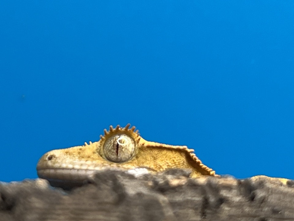 Juvenile Crested Gecko | Reptiles & Amphibians for Rehoming | London ...