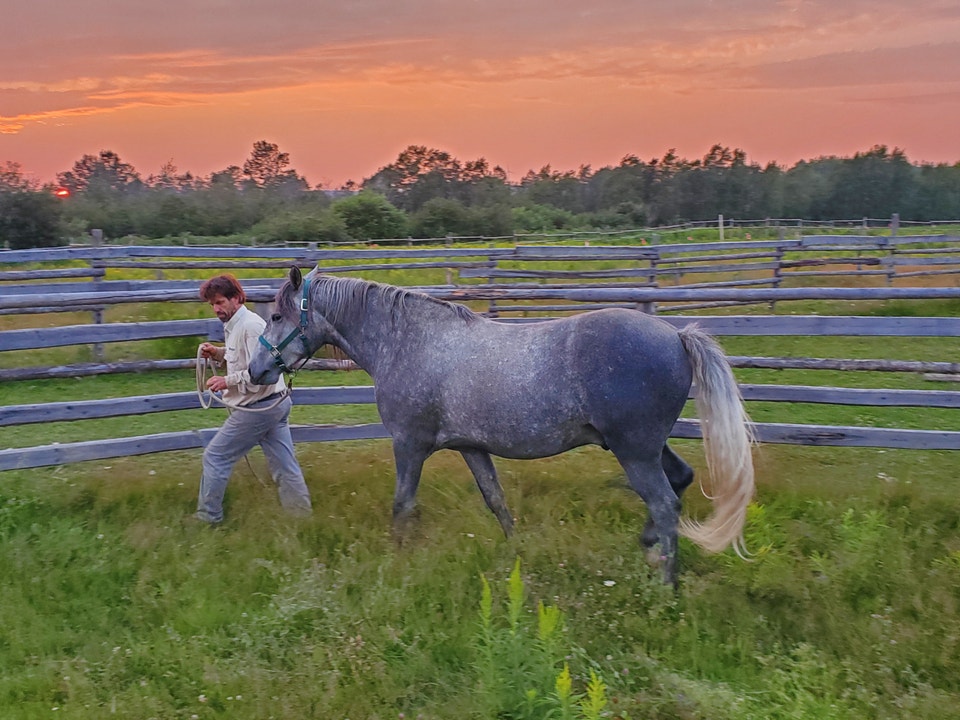 Hongre / Gelding / lusitanien-canadien | Horses & Ponies for Rehoming ...