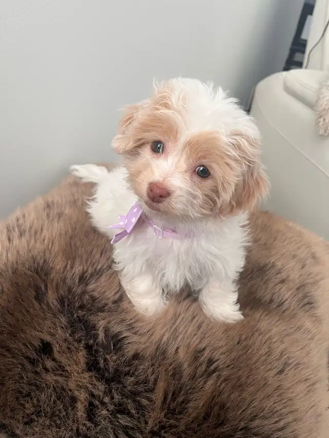 1 PRECIOUS TEDDY (GIRL) Available Now 1 of 6 ! | Dogs & Puppies for ...