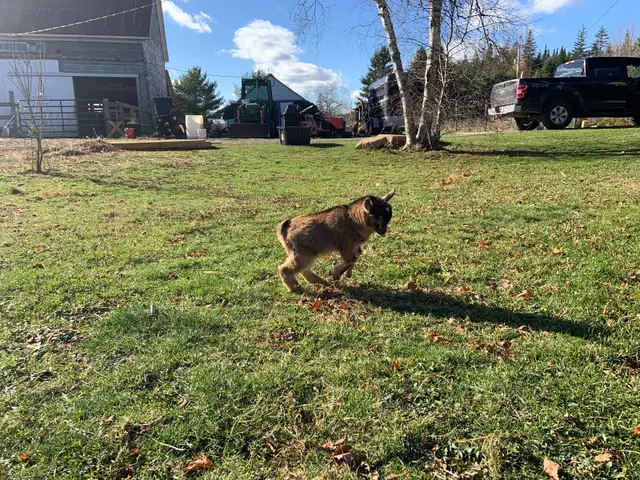 Stunning purebred Nigerian Dwarf Buckling | Livestock | Truro | Free ...