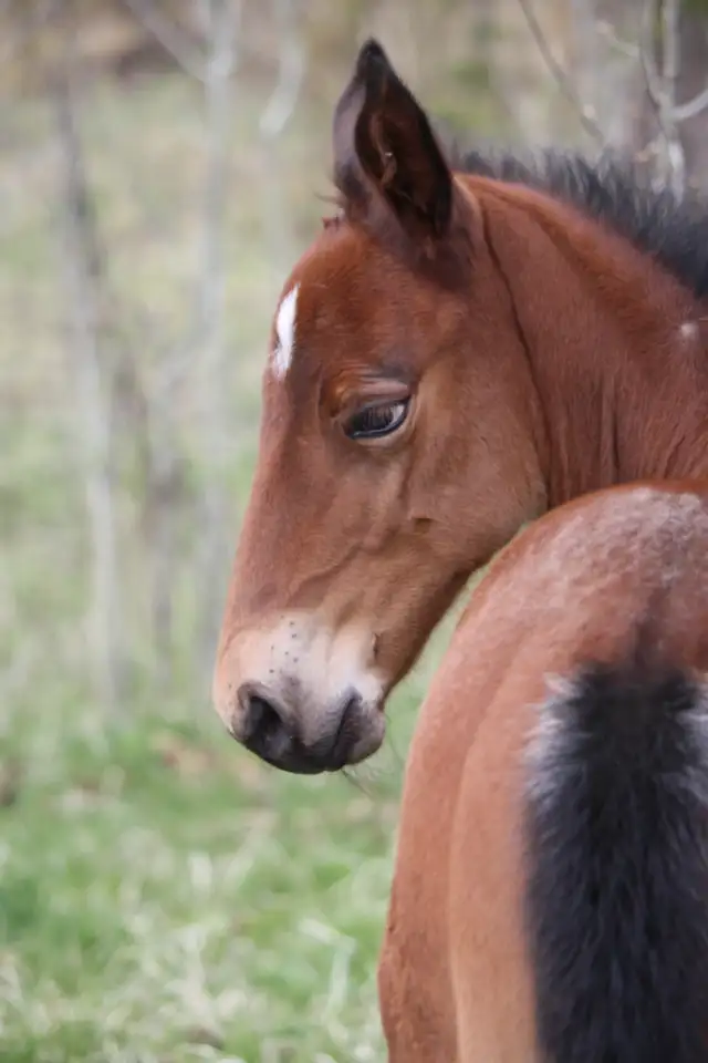 2025 Bay roan QH filly, ranch raised, Hancock/King bred | Horses ...