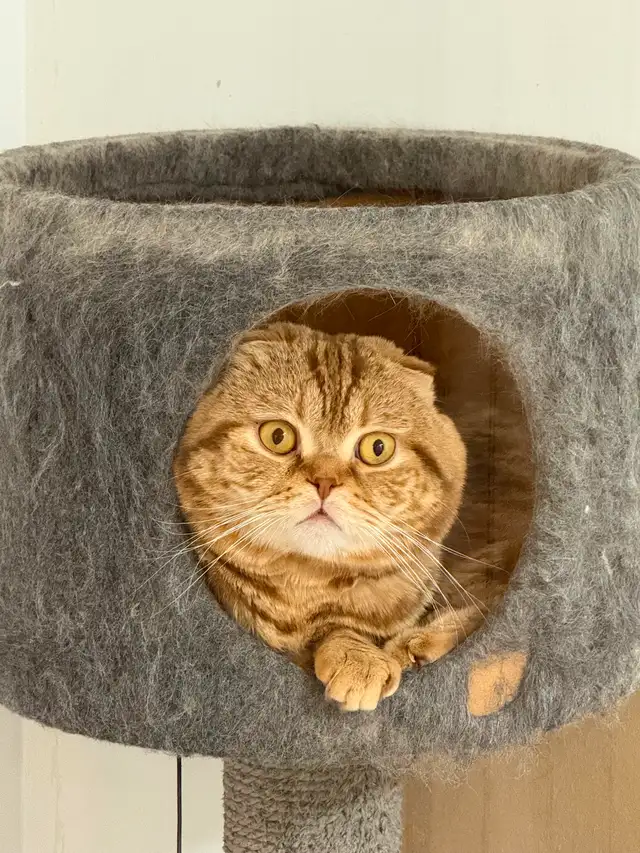 Scottish Fold cats | Cats & Kittens for Rehoming | Markham / York ...