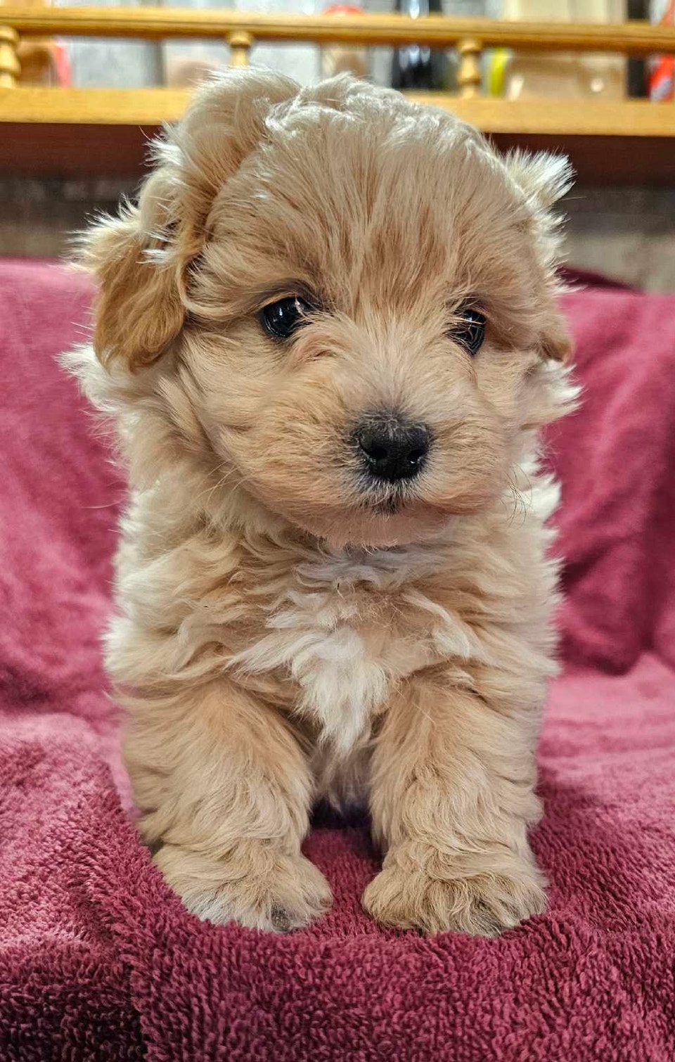 Malti Poo Puppy Female | Dogs & Puppies for Rehoming | Edmonton | Free ...