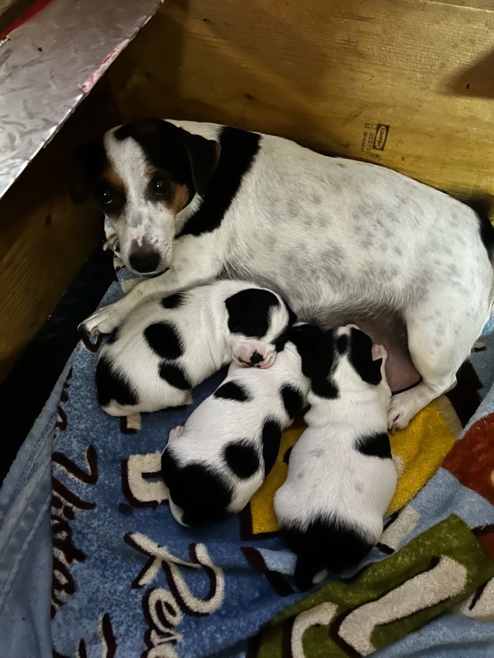 3 jack russell puppies for sale | Dogs & Puppies for Rehoming | Hope ...