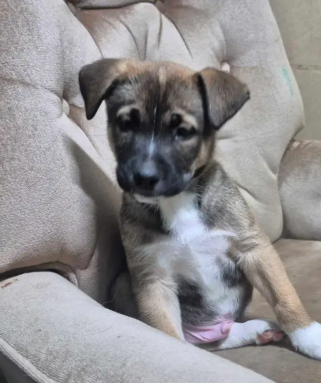 Little boy for sale, little girl pending | Dogs & Puppies for Rehoming ...