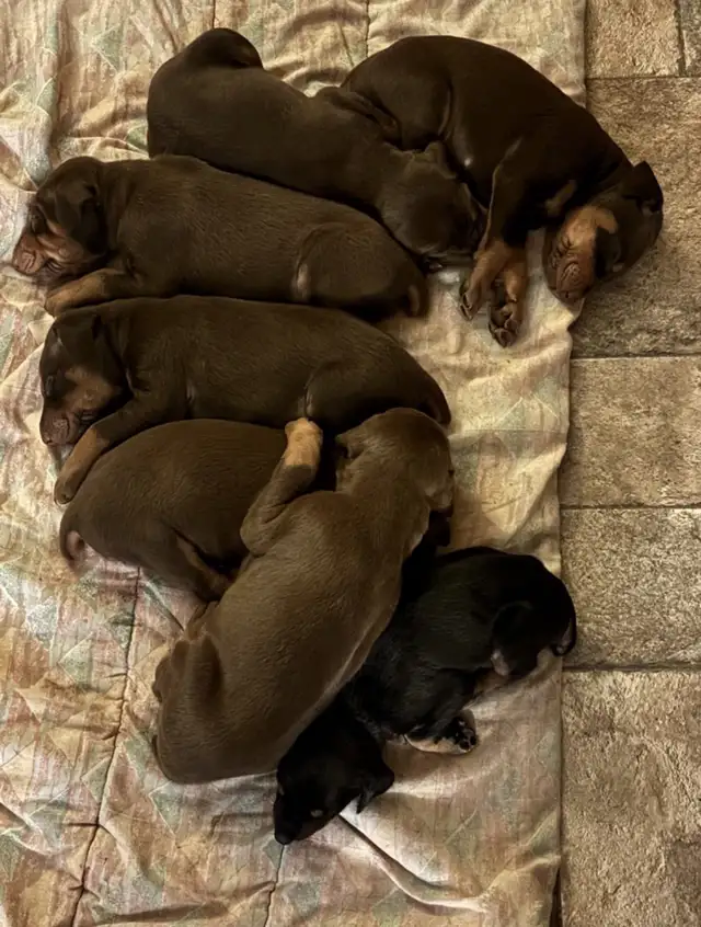 Doberman puppy female, 12 weeks old | Dogs & Puppies for Rehoming | St ...