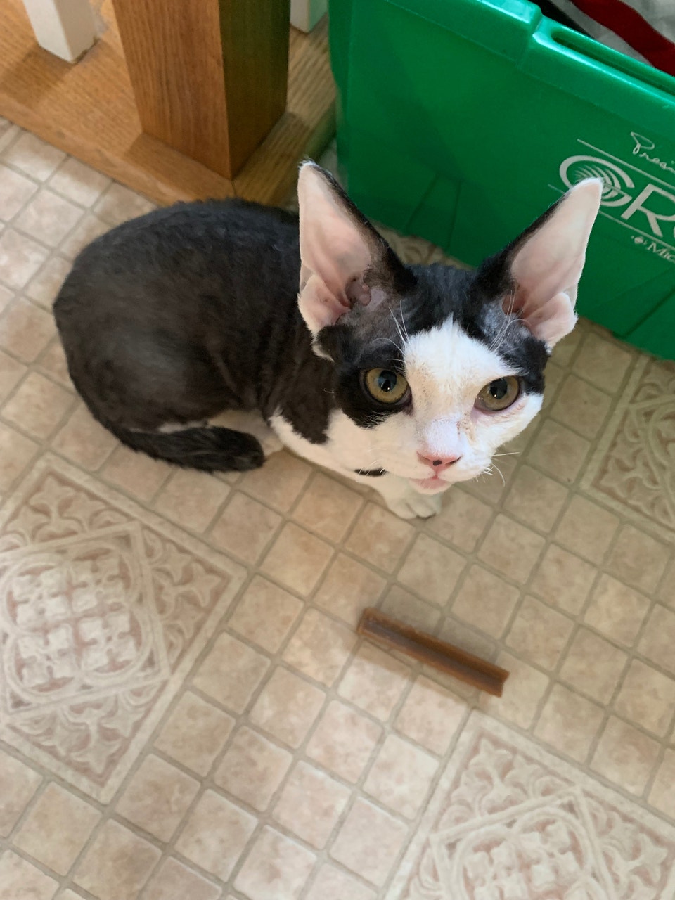 2 gorgeous Male DEVON REX KITTENS | Cats & Kittens for Rehoming ...