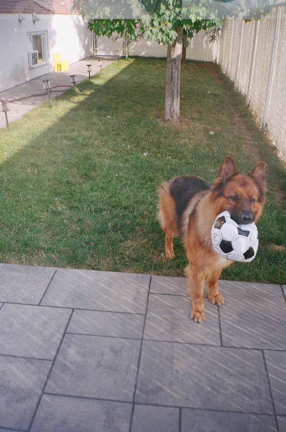 Rehoming Long-Haired German Shepherd | Dogs & Puppies for Rehoming ...
