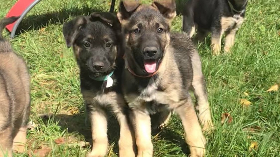 Merveilleux chiots Berger Allemand Pure Race Enregistrés ! | Dogs ...