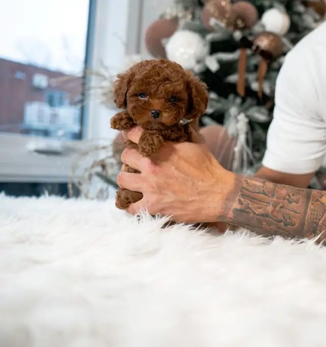 Teddy bear poodle boy Special price | Dogs & Puppies for Rehoming ...