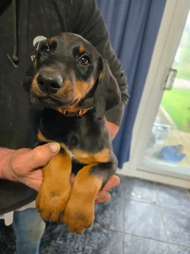 Doberman puppy | Dogs & Puppies for Rehoming | Québec City | Free local ...