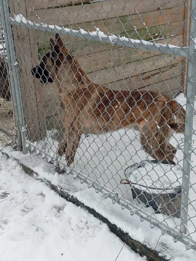 Dutch shepherds | Dogs & Puppies for Rehoming | St. Catharines | Free ...