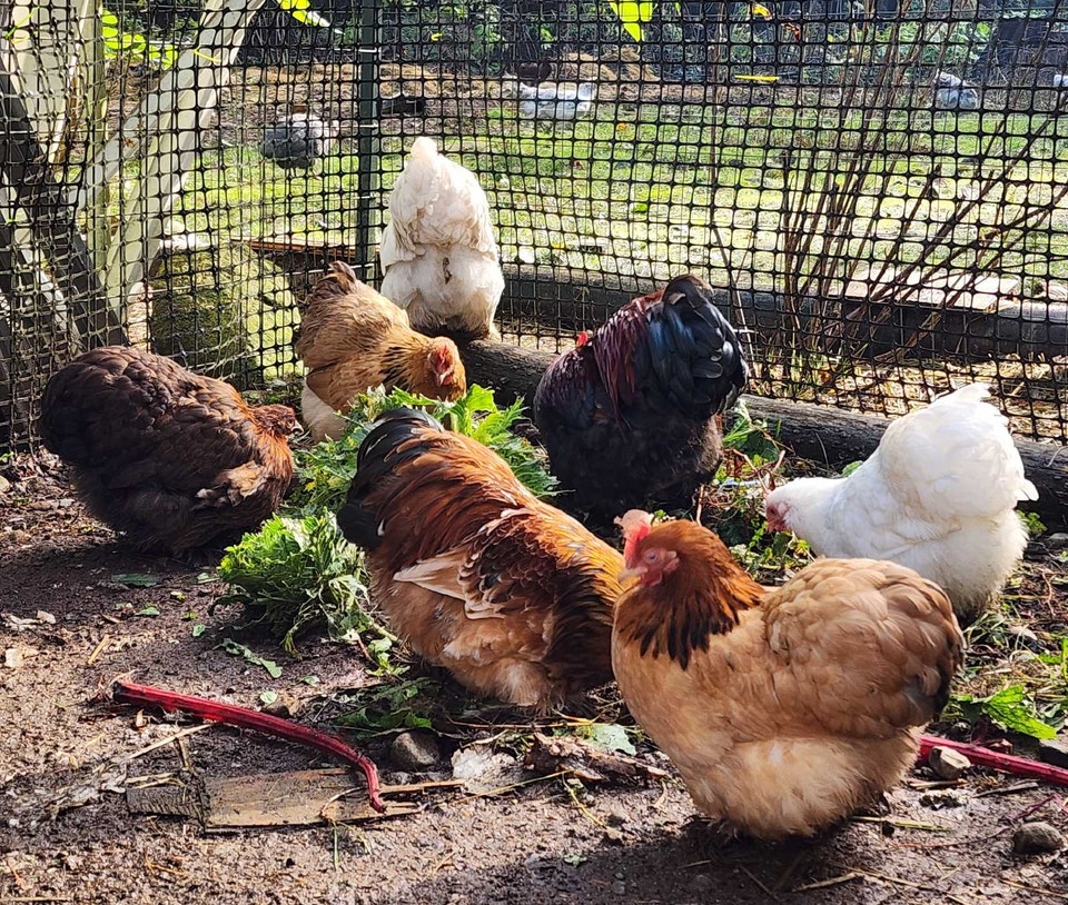 Bantam Cochin hatching eggs | Livestock | Tricities/Pitt/Maple | Free ...