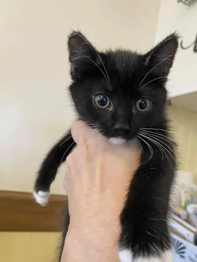 4 have found their forever home, 1 PPU | Cats & Kittens for Rehoming ...